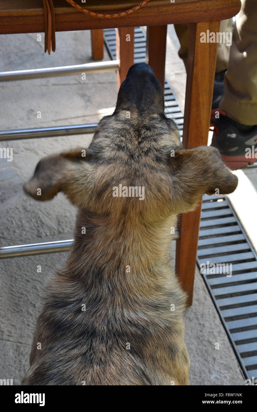 A dog begs for food in an outdoor restaurant at Machu Picchu, Peru ...
