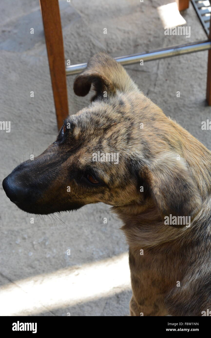 Peru dog hi-res stock photography and images - Alamy