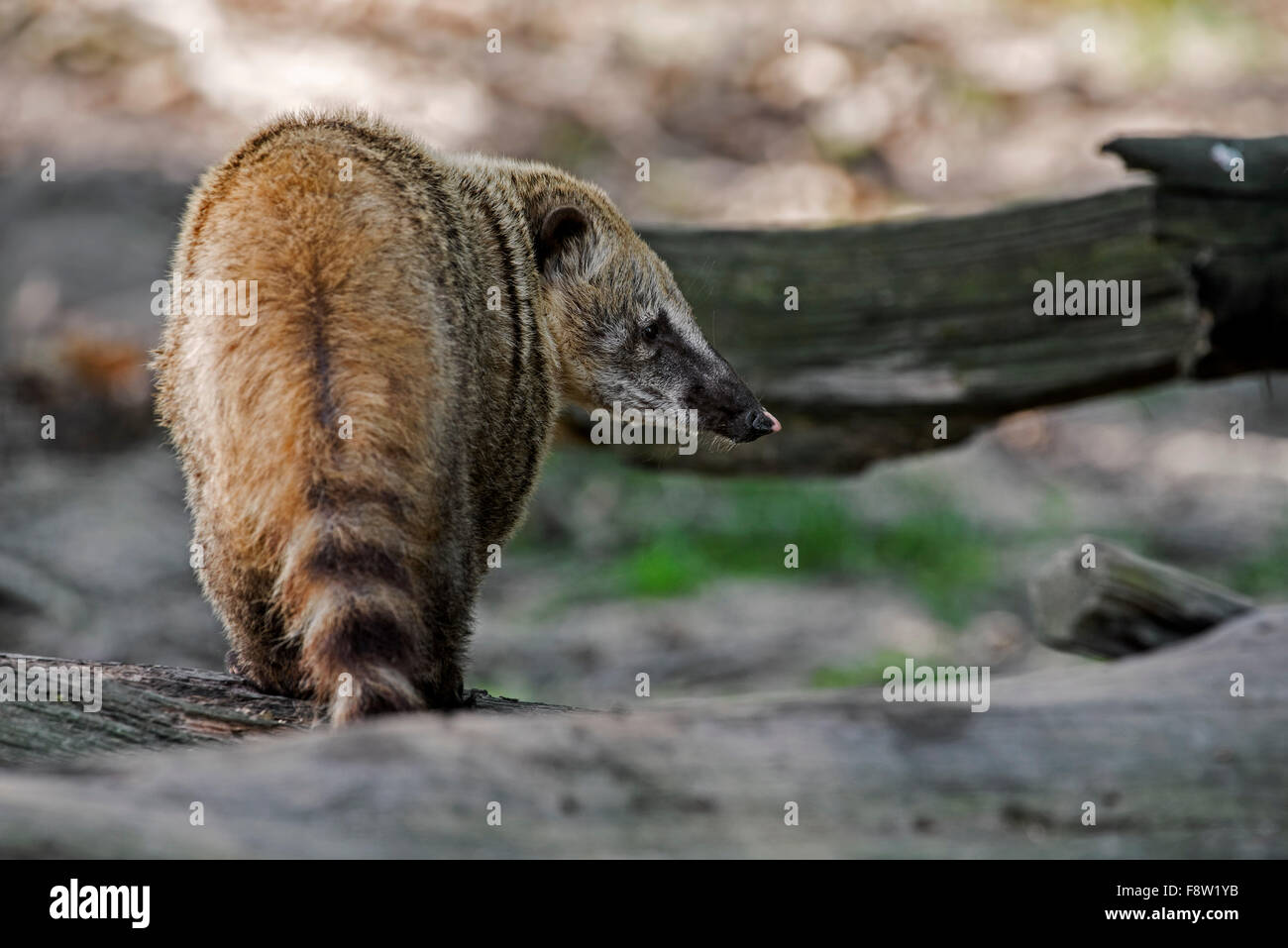 South American coati / ring-tailed coati (Nasua nasua) native to ...