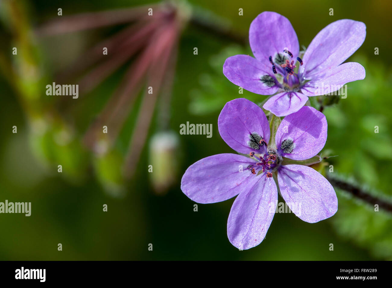 Redstem filaree / Storksbill / Common stork's-bill (Erodium cicutarium ...