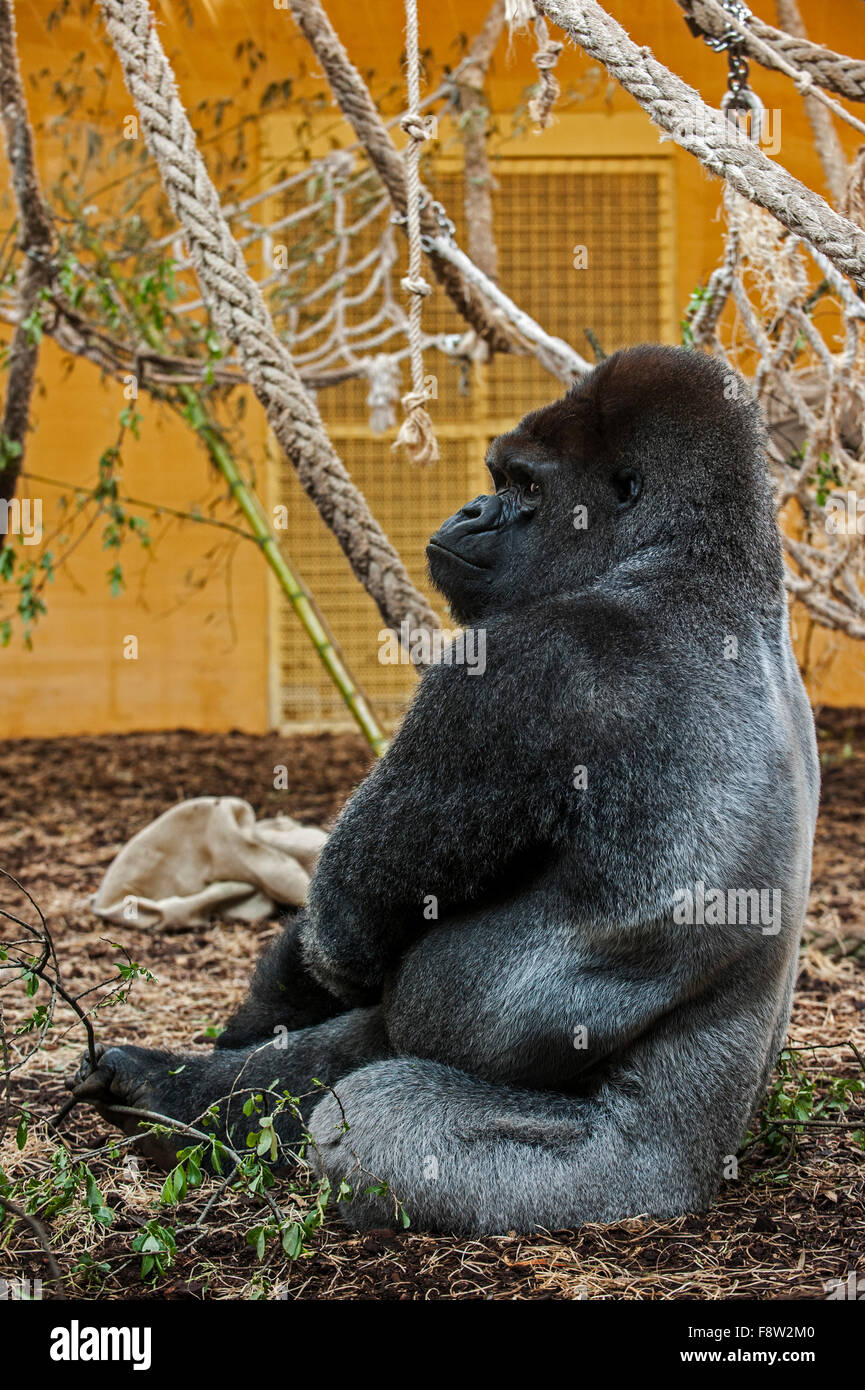 Western lowland gorilla (Gorilla gorilla gorilla) silverback male ...