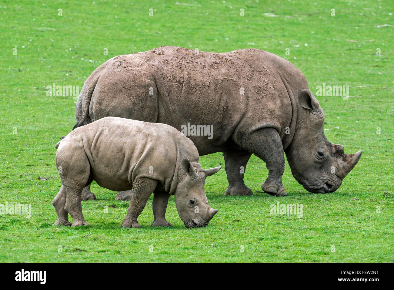 White rhino / Square-lipped rhinoceros (Ceratotherium simum) female and ...