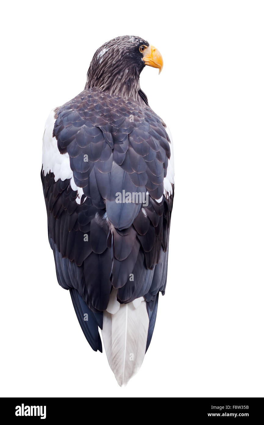 rear view of Steller's sea eagle. Isolated over white background Stock ...