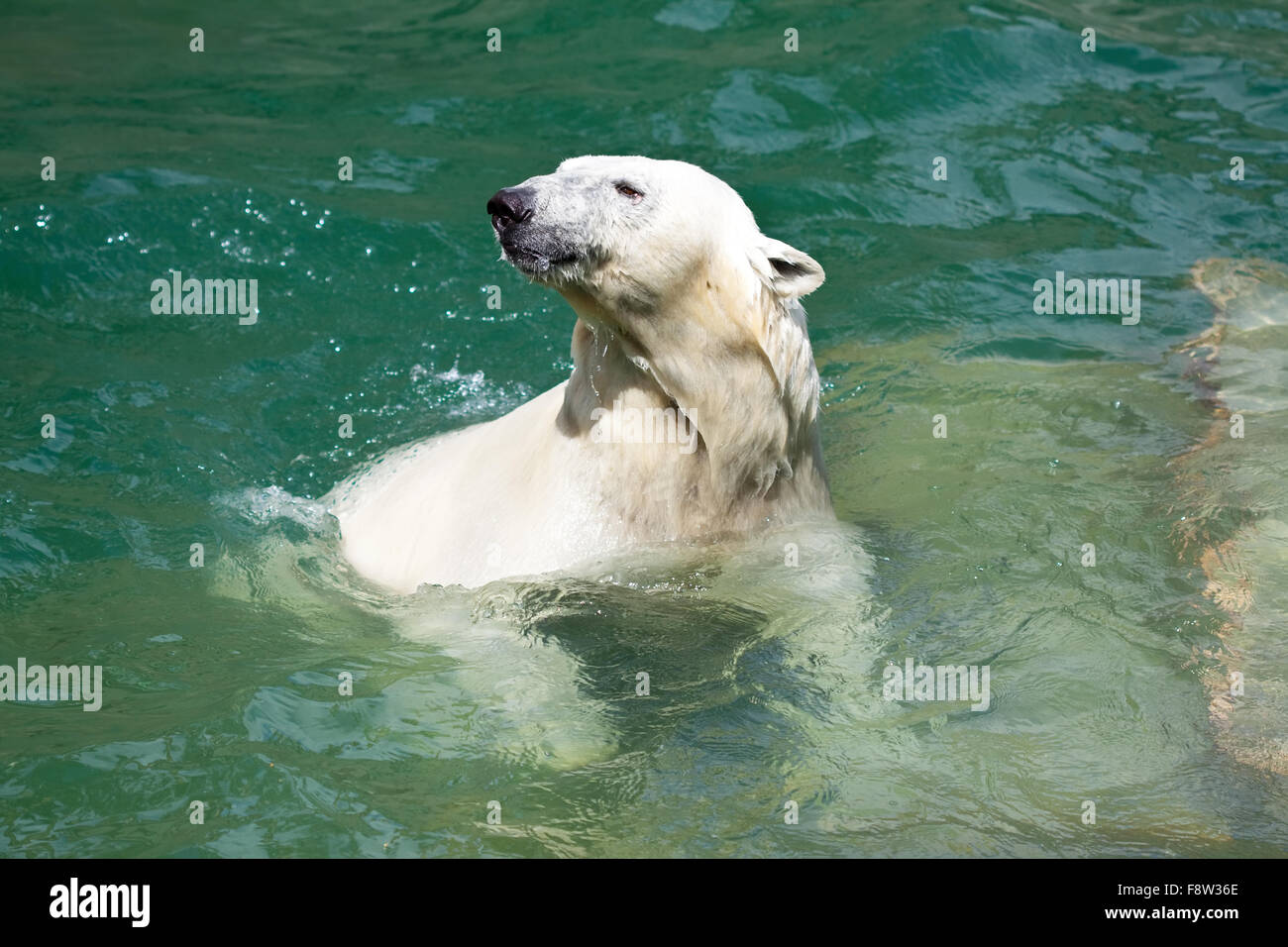 White polar bear in water Stock Photo - Alamy