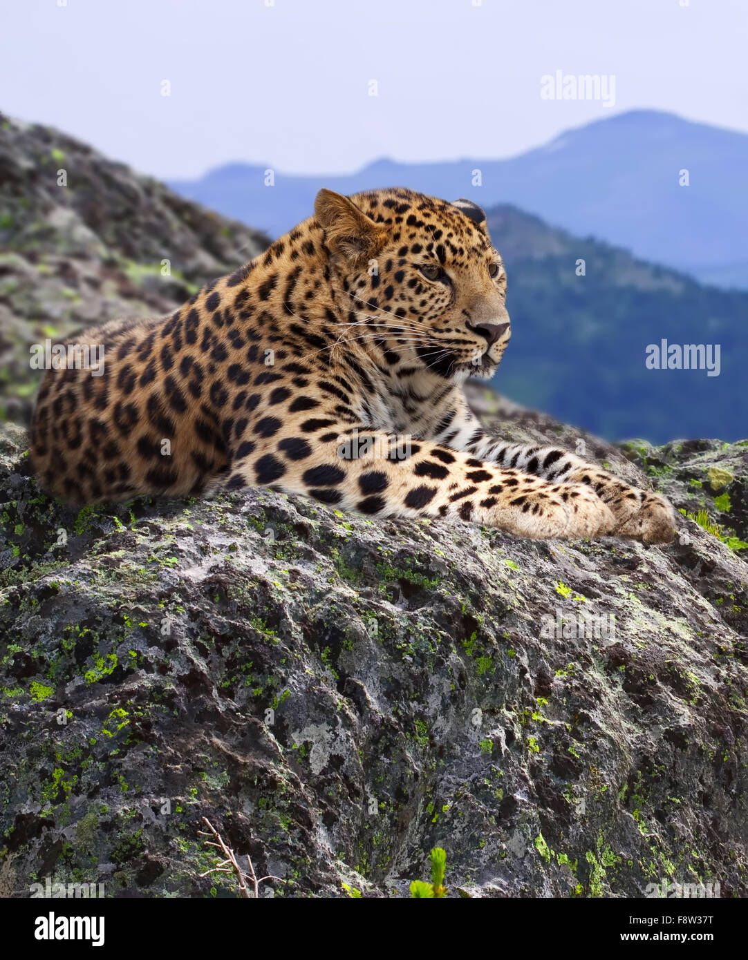 leopard on stones at wildness area Stock Photo - Alamy