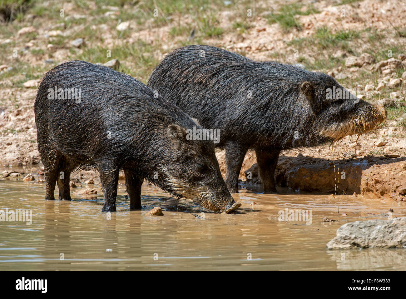 Two white-lipped peccaries (Tayassu pecari) drinking water, native to ...
