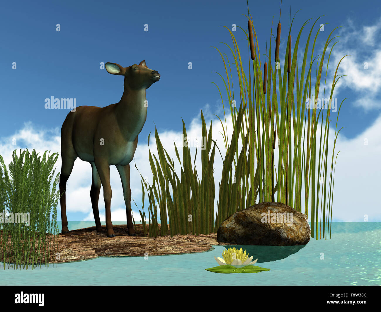 Female swamp deer hi-res stock photography and images - Alamy