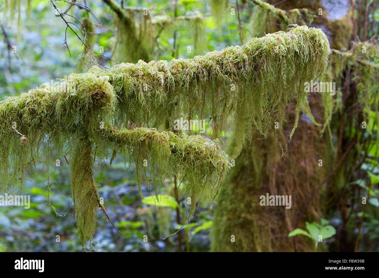 Spanish Moss Branch Stock Photo - Alamy