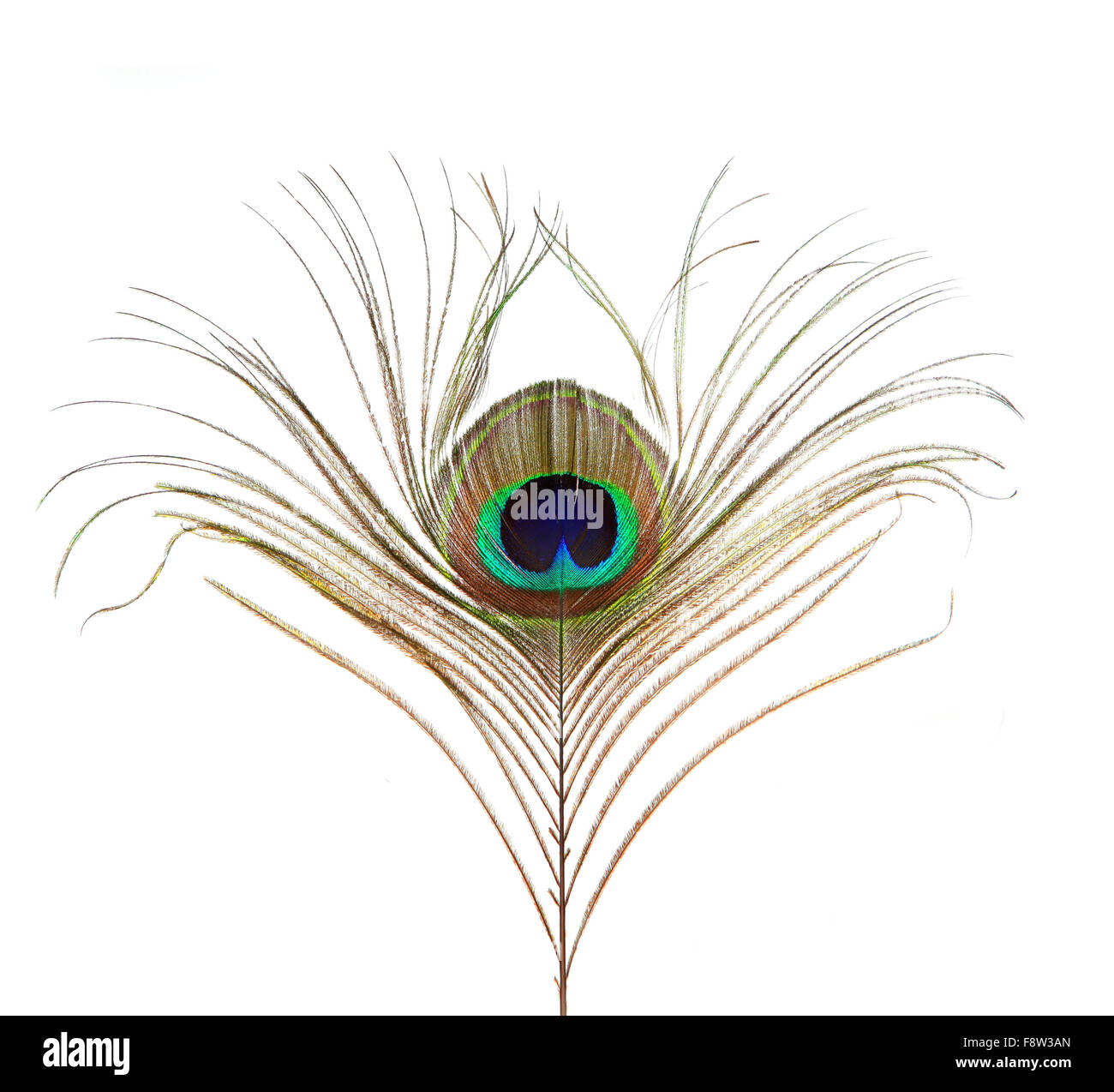 Peacock Feather Isolated Stock Photo - Alamy