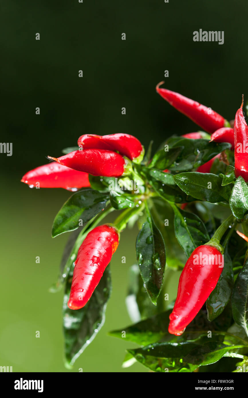ripe red hot chili peppers on a tree Stock Photo - Alamy