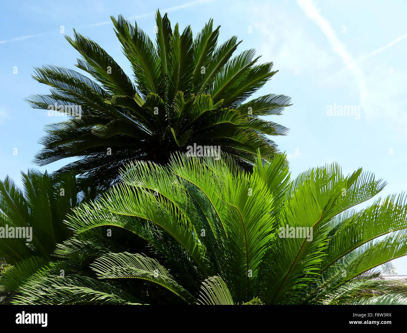 Palm trees leaves Stock Photo - Alamy