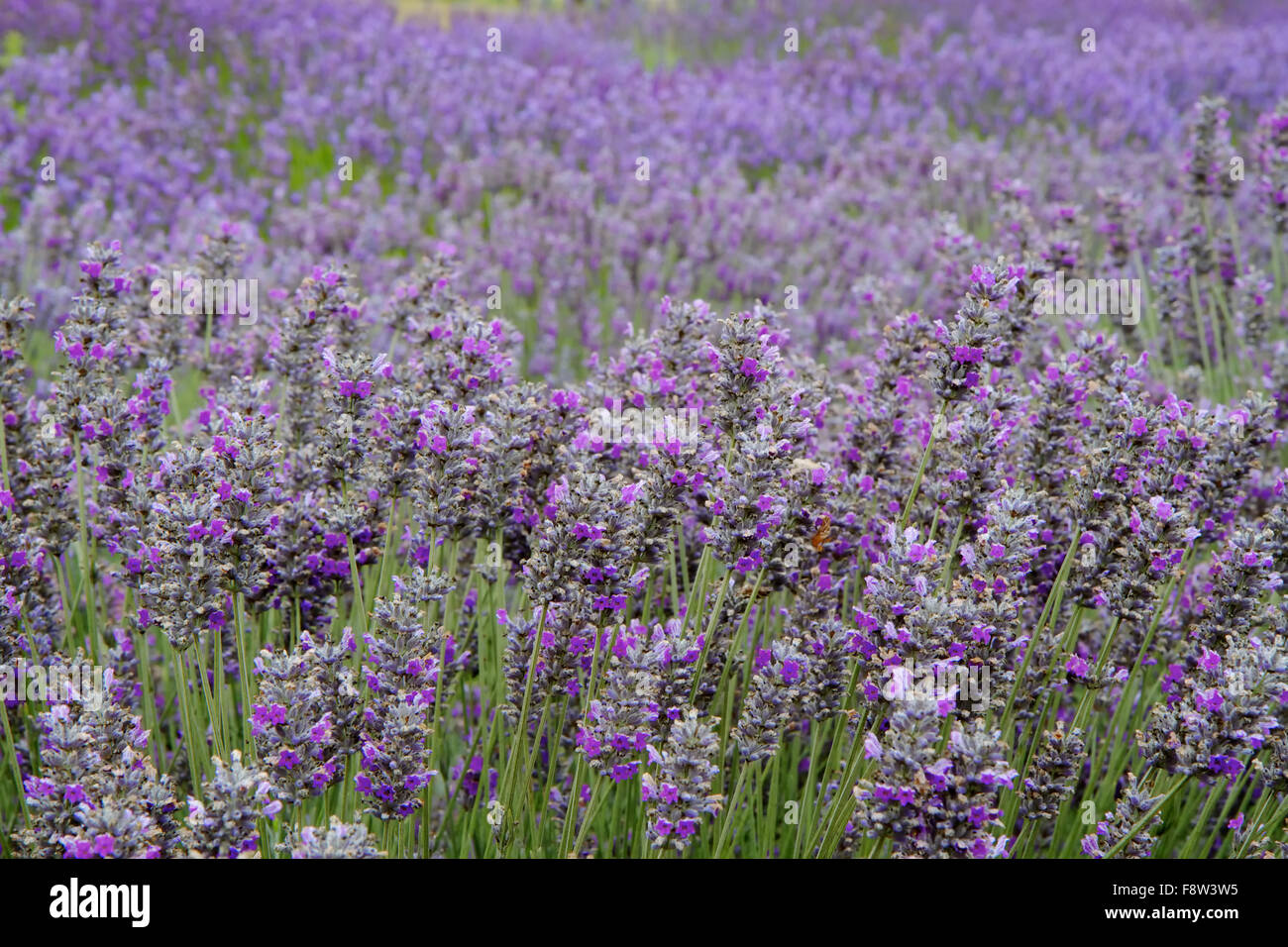 Lavender Field Horizontal Far Stock Photo - Alamy