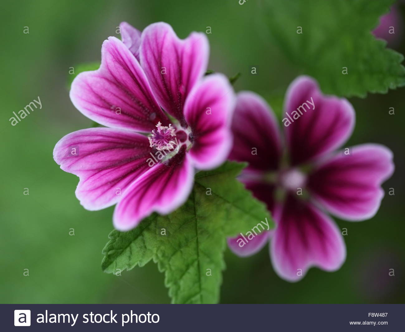 Curled Up Flower Stock Photos & Curled Up Flower Stock Images - Alamy