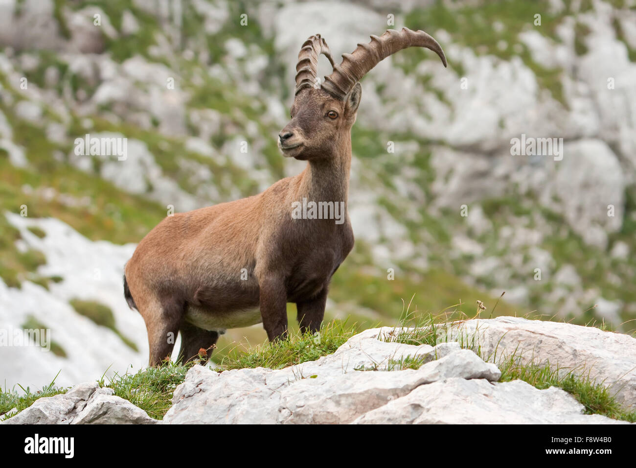 Ibex country hi-res stock photography and images - Alamy