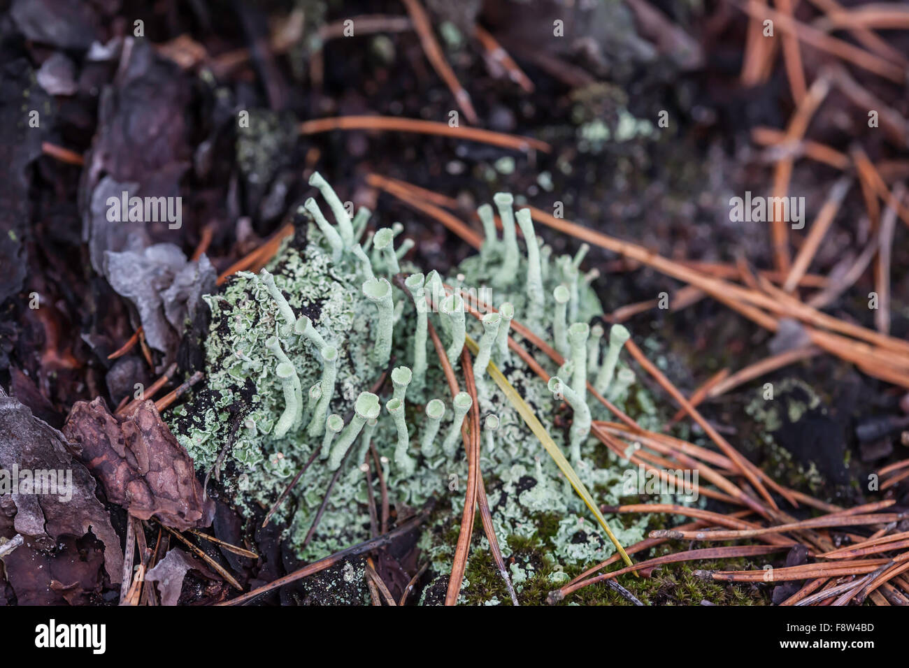 Microscopic lichen hi-res stock photography and images - Alamy