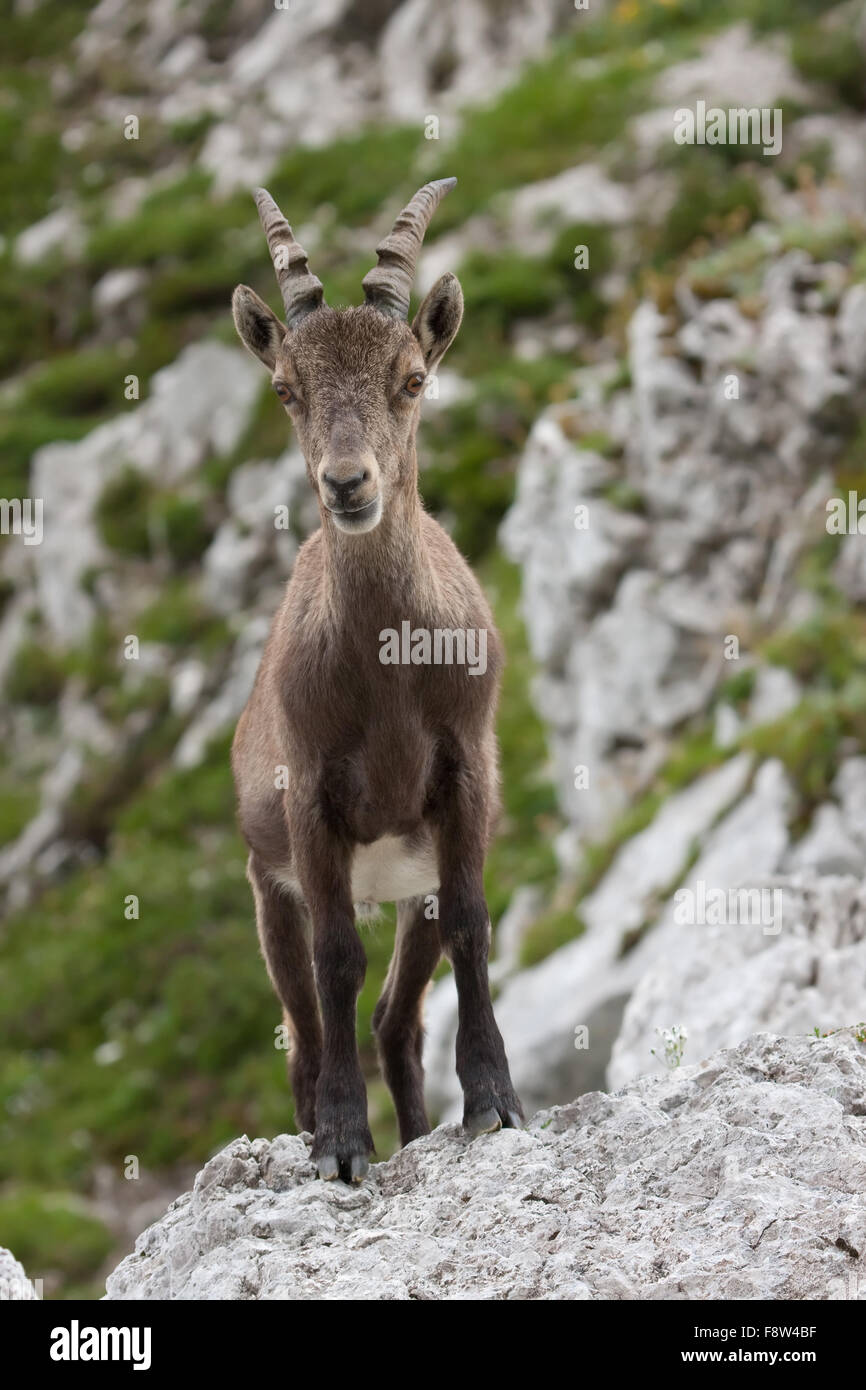 Ibex country hi-res stock photography and images - Alamy