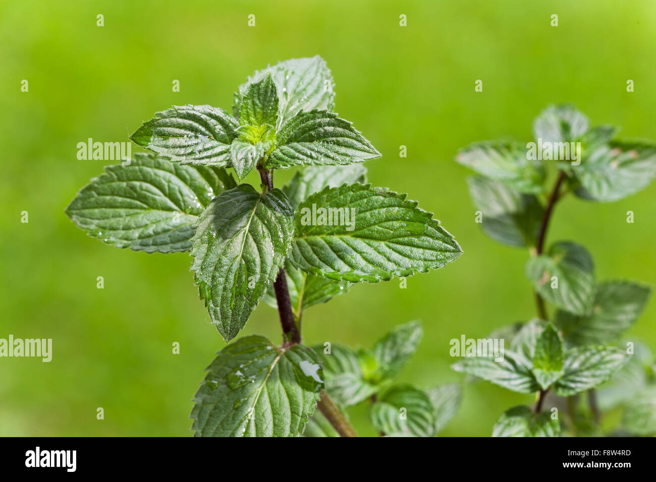 Spearmint plant menthol leaf hi-res stock photography and images - Alamy