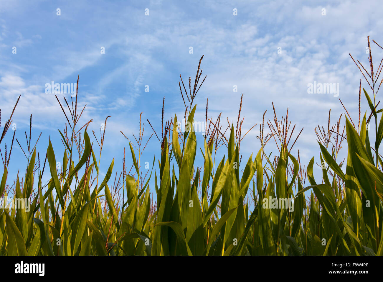 Corn field detail hi-res stock photography and images - Alamy