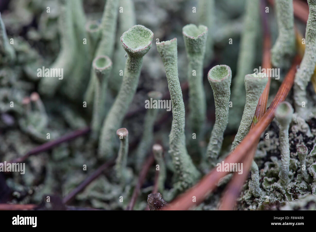 Microscopic Lichen High Resolution Stock Photography and Images - Alamy