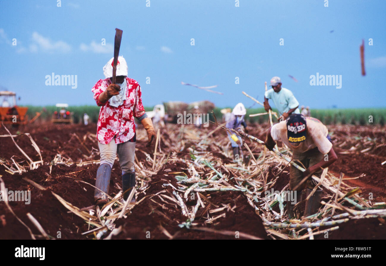 Sugar cane planting in Brazil. Field workers chop stalks of cane ...