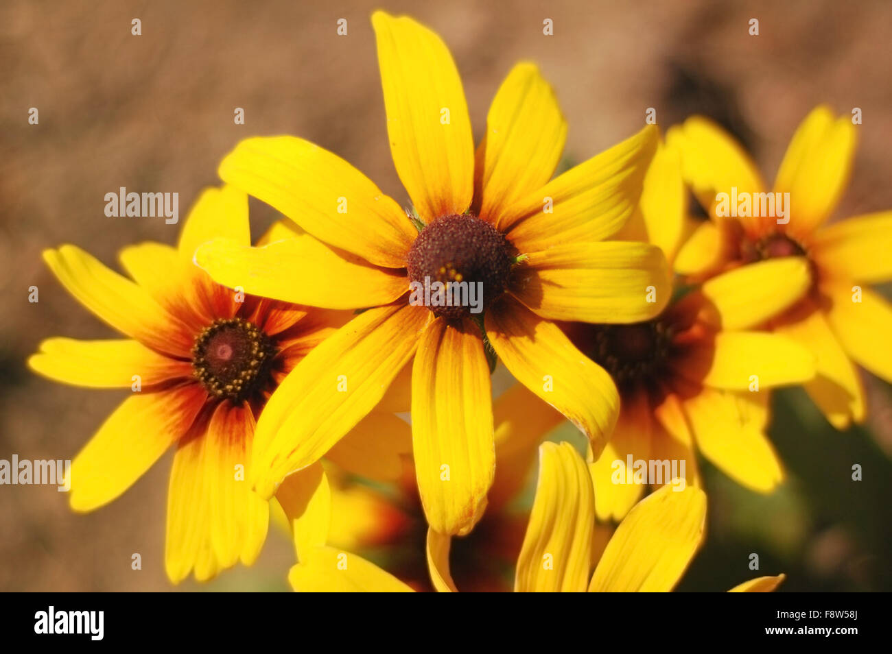 Yellow flowers under bright sun Stock Photo - Alamy