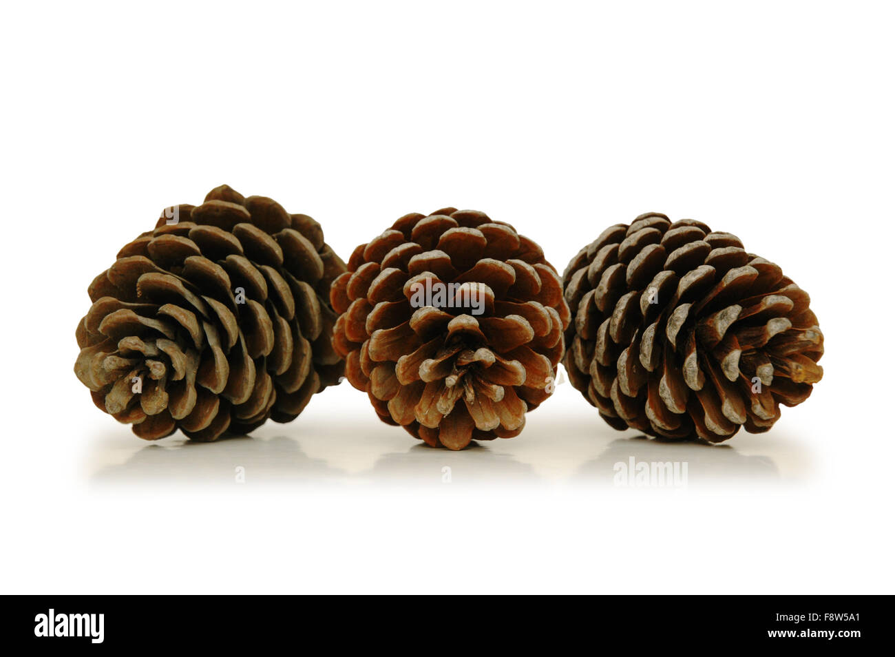 Three pine cones isolated on white Stock Photo - Alamy