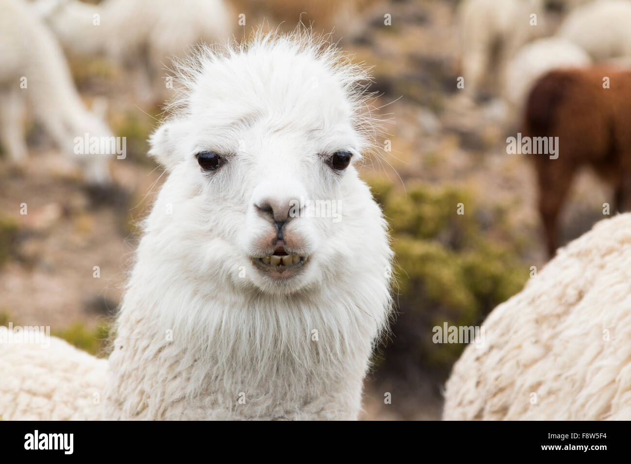 Close-up of an alpaca Stock Photo - Alamy