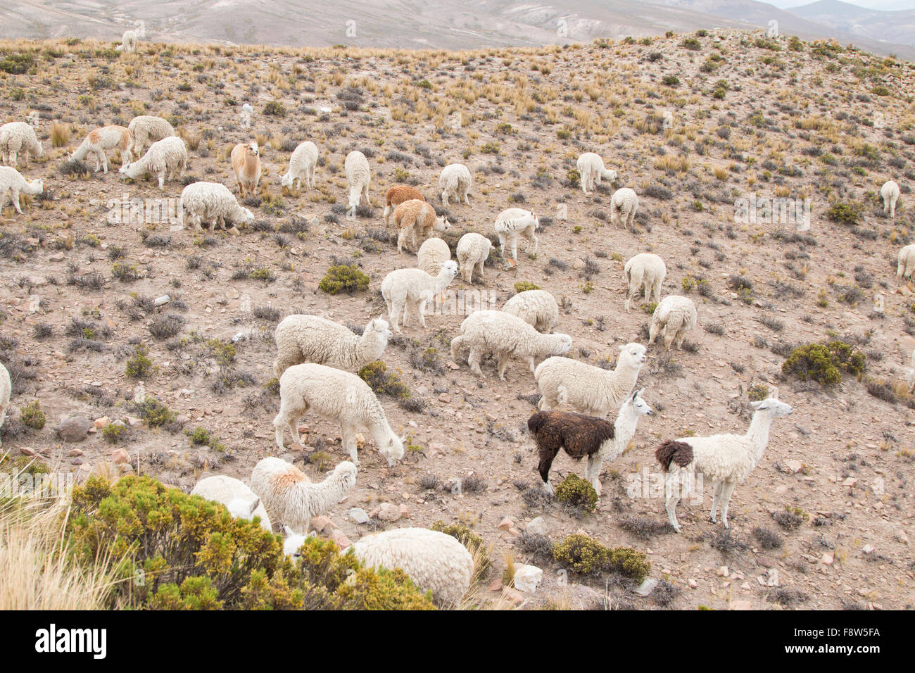 Group of alpaca grazing Stock Photo - Alamy