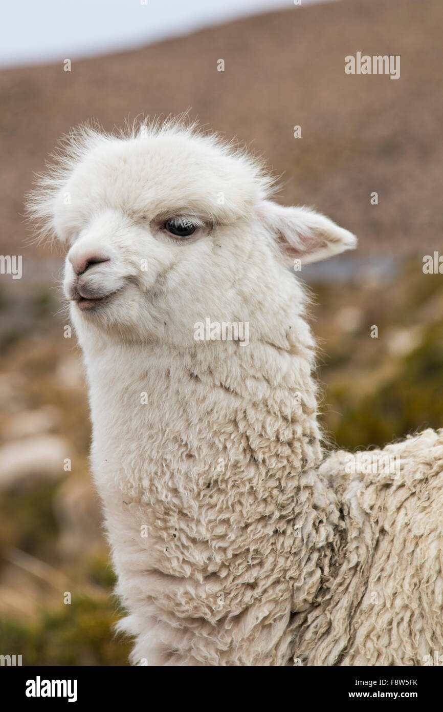 Close-up of an alpaca Stock Photo - Alamy
