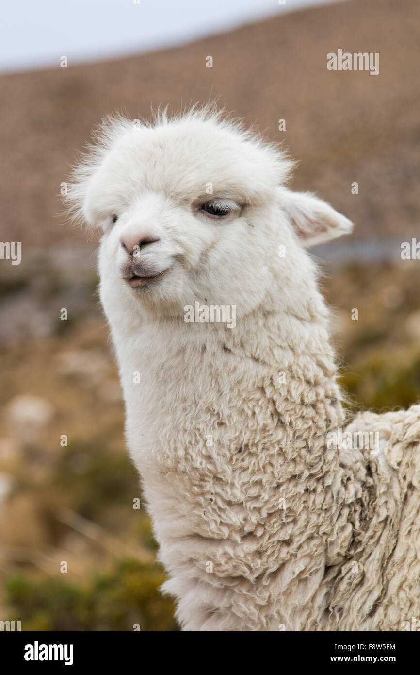 An alpaca hi-res stock photography and images - Alamy