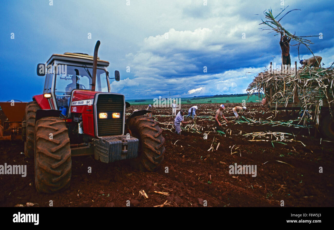 Sugar cane planting in Brazil. Field workers chop stalks of cane ...