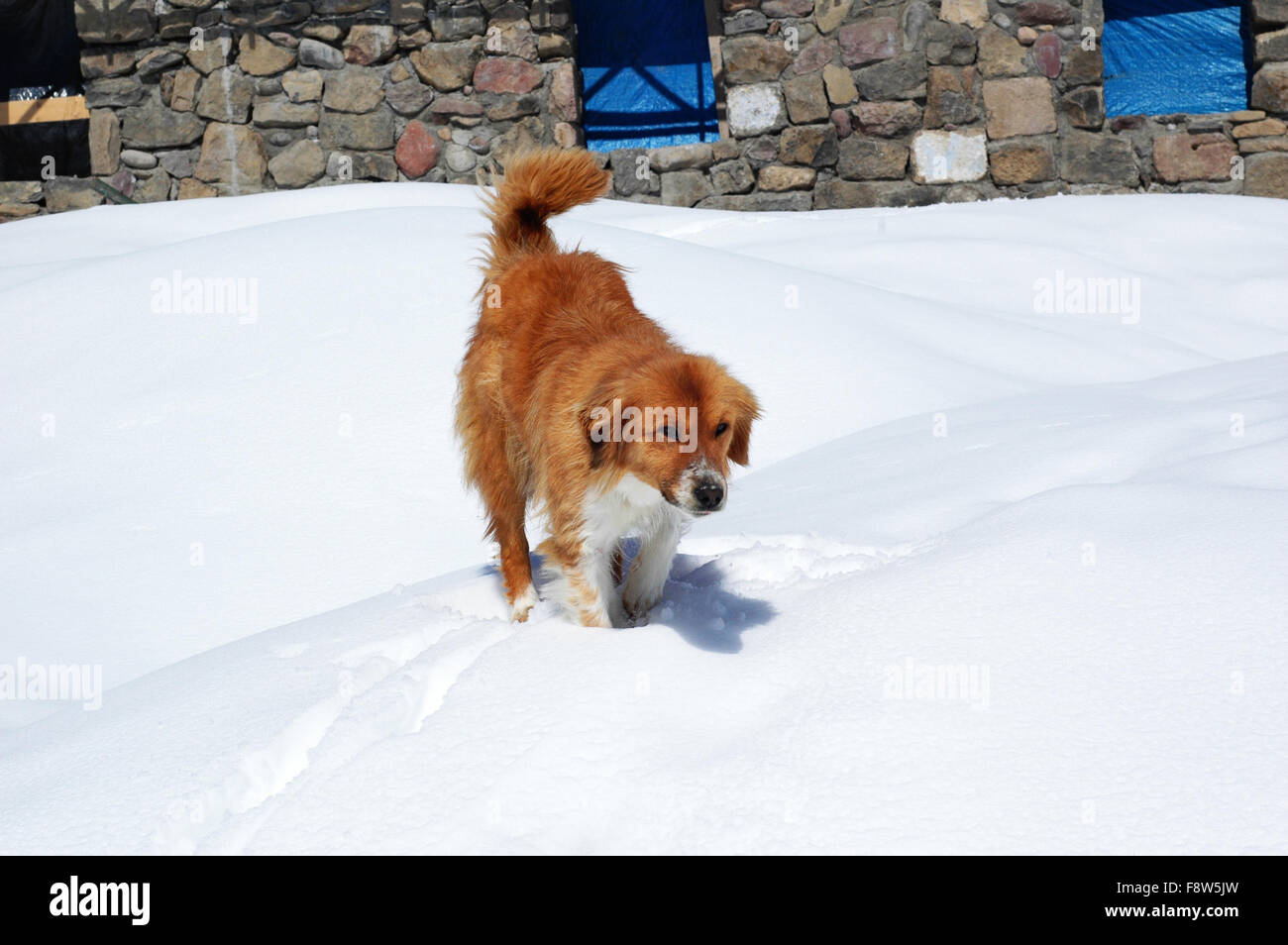 Brown dog in the snow Stock Photo - Alamy