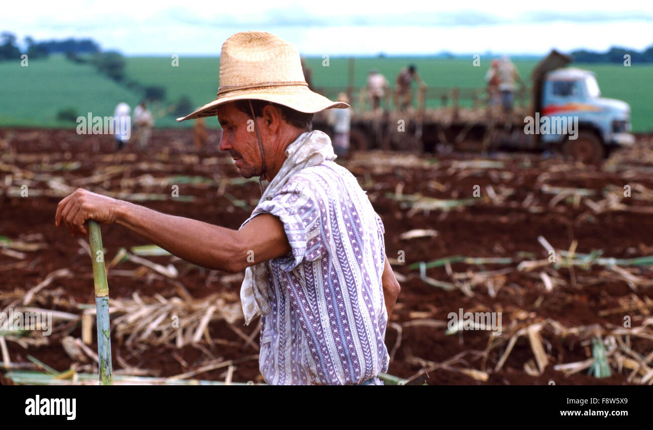 Sugar cane planting in Brazil. Field workers chop stalks of cane ...