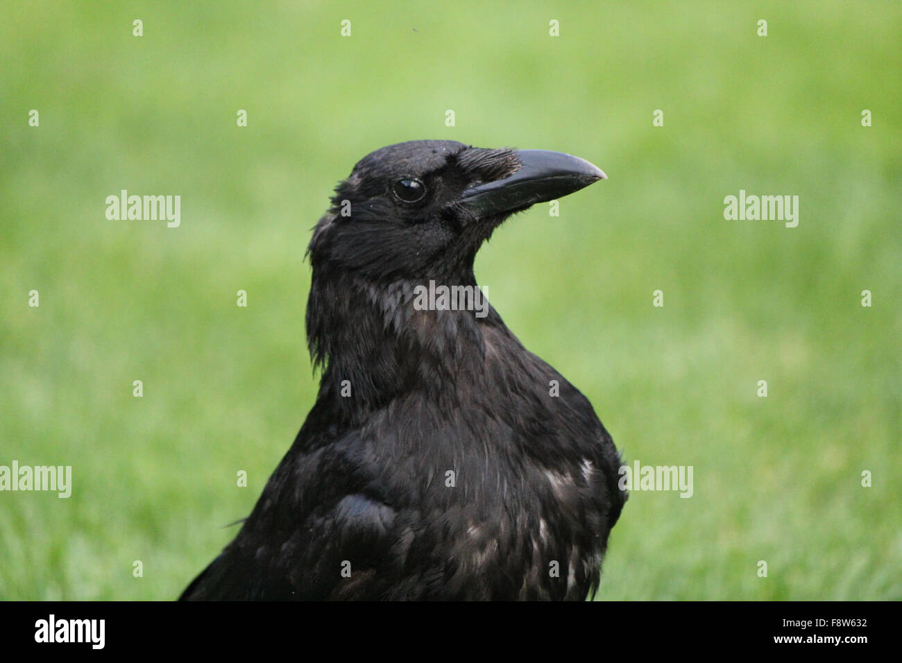 Head of a crow Stock Photo - Alamy