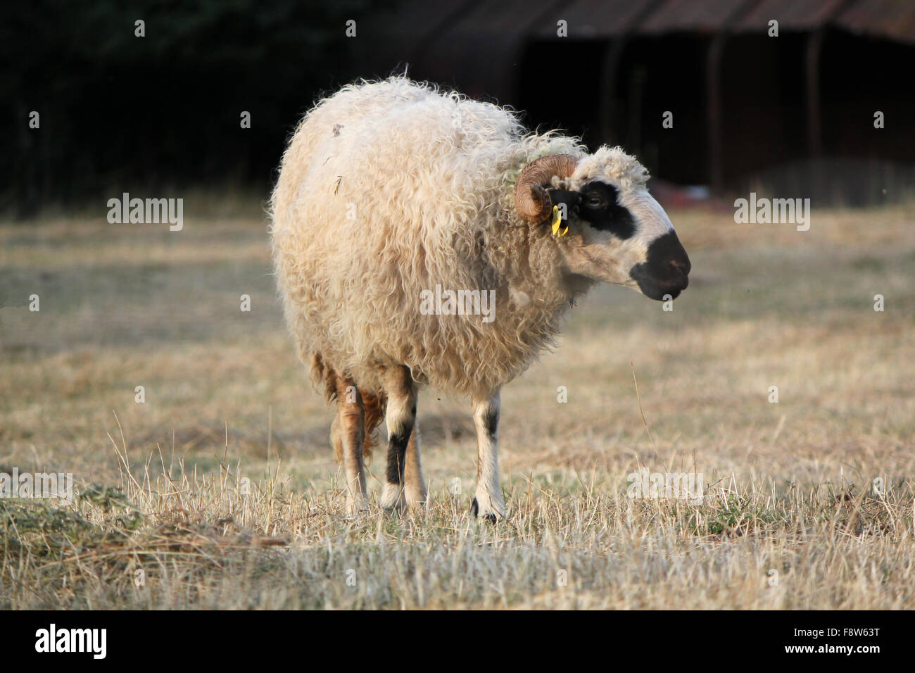 Ram in a meadow Stock Photo - Alamy