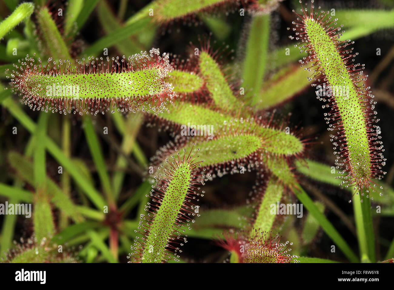 Venus Flytrap in Nature With Sticky Sap on Tips Stock Photo - Alamy