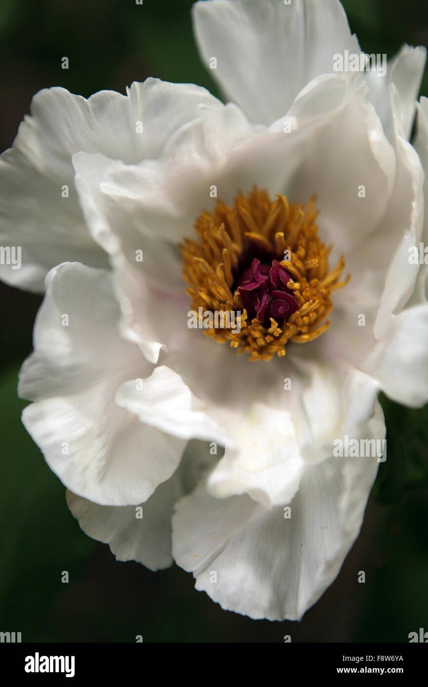 Beautiful Soft White Flower With Colorful Center in Natural Ligh Stock ...