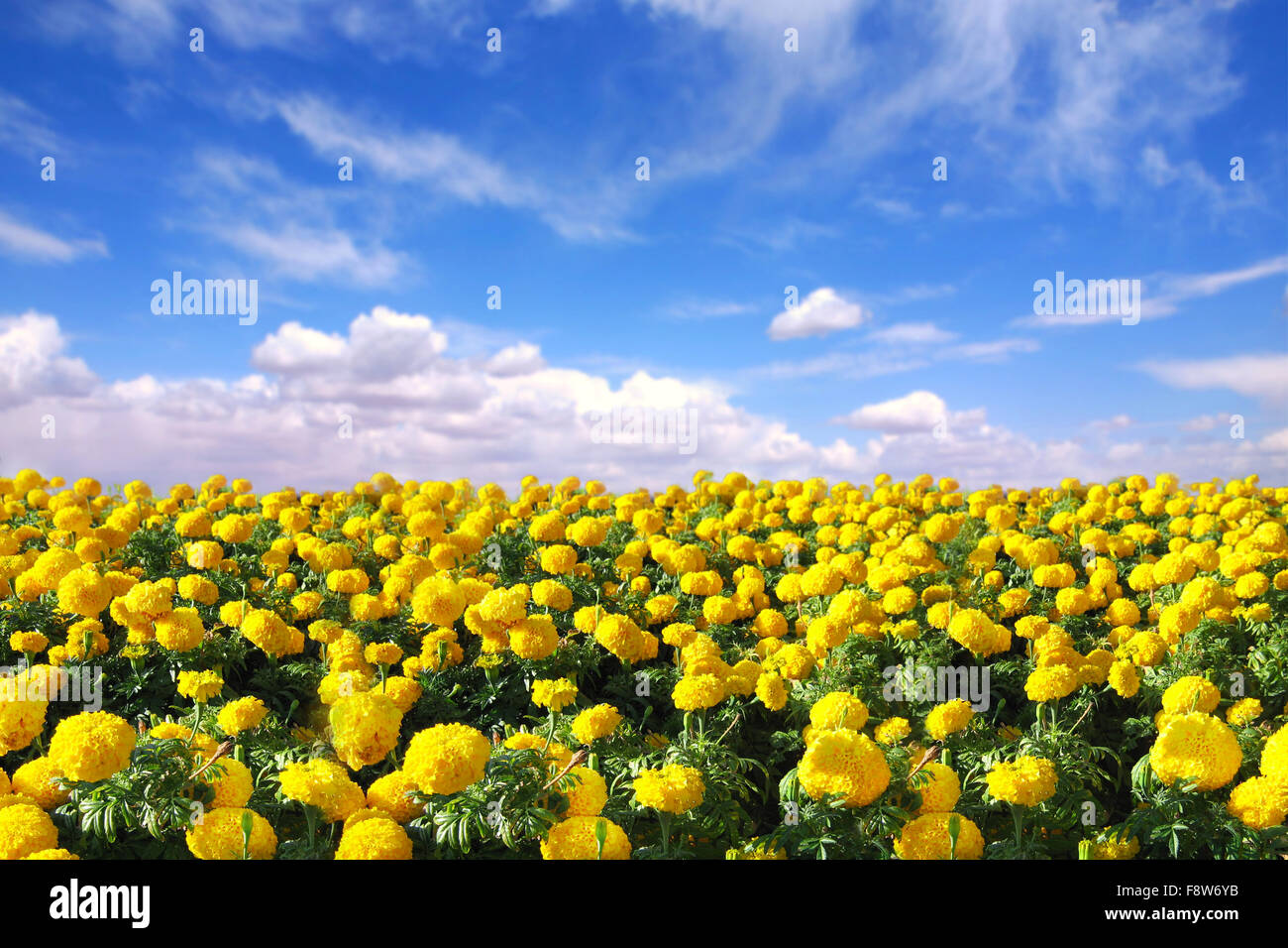 Bright Happy Field of Marigold Flowers Stock Photo - Alamy