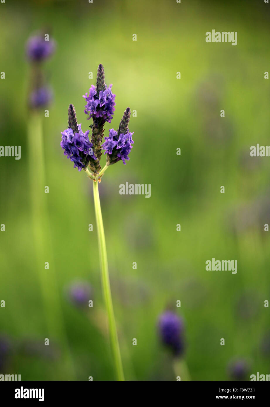 Lavender Flower Stem in a Bright Field Stock Photo - Alamy