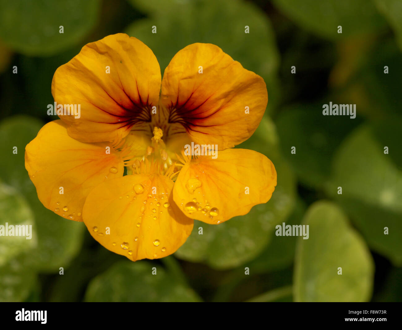 Orange Petunia With Water Drops in the Sun Stock Photo - Alamy