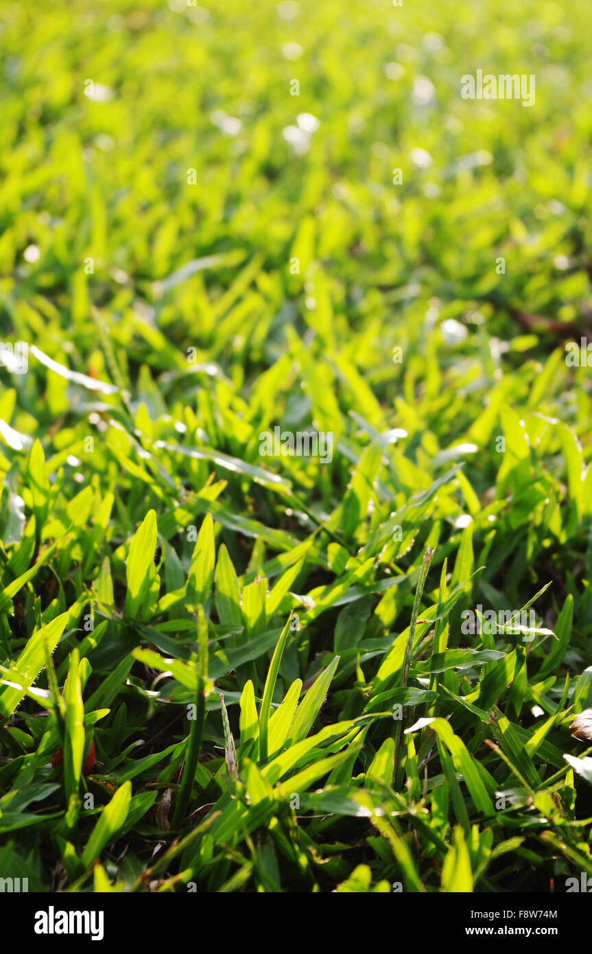 green grass background, low angle view Stock Photo - Alamy