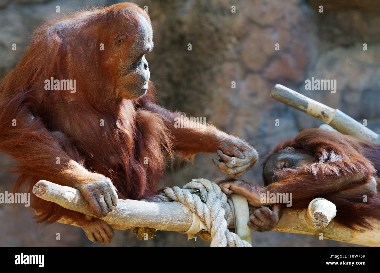 Orangutan Parent and child Stock Photo - Alamy
