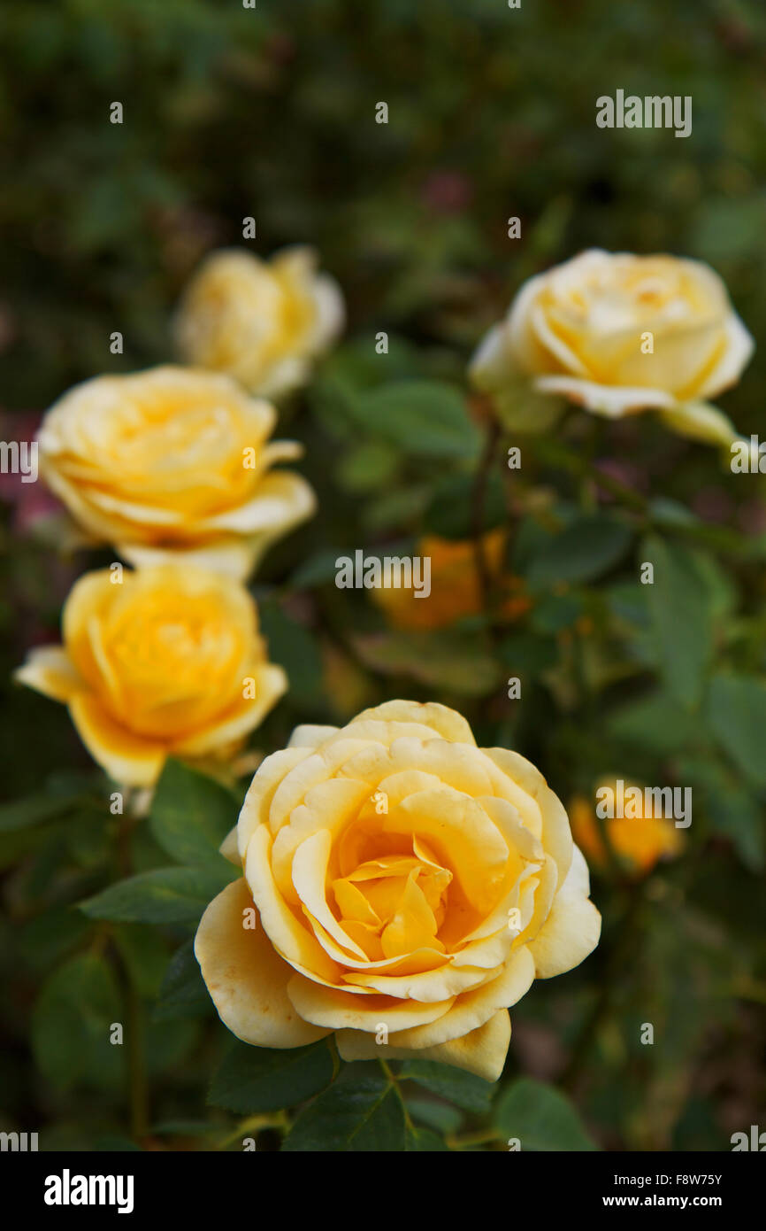 Yellow Gold Roses Stock Photo - Alamy