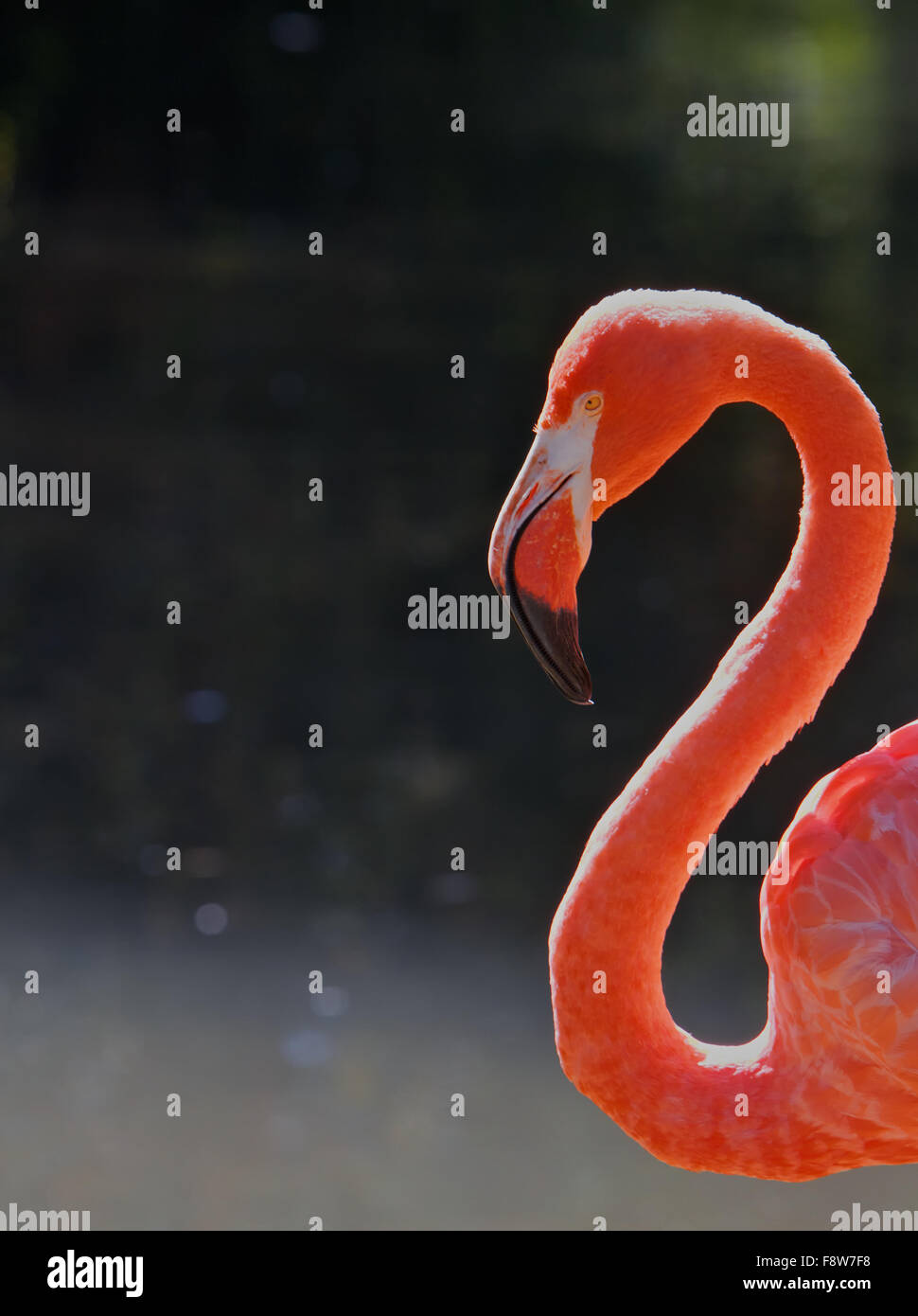 Red Flamingo Head Neck Stock Photo - Alamy