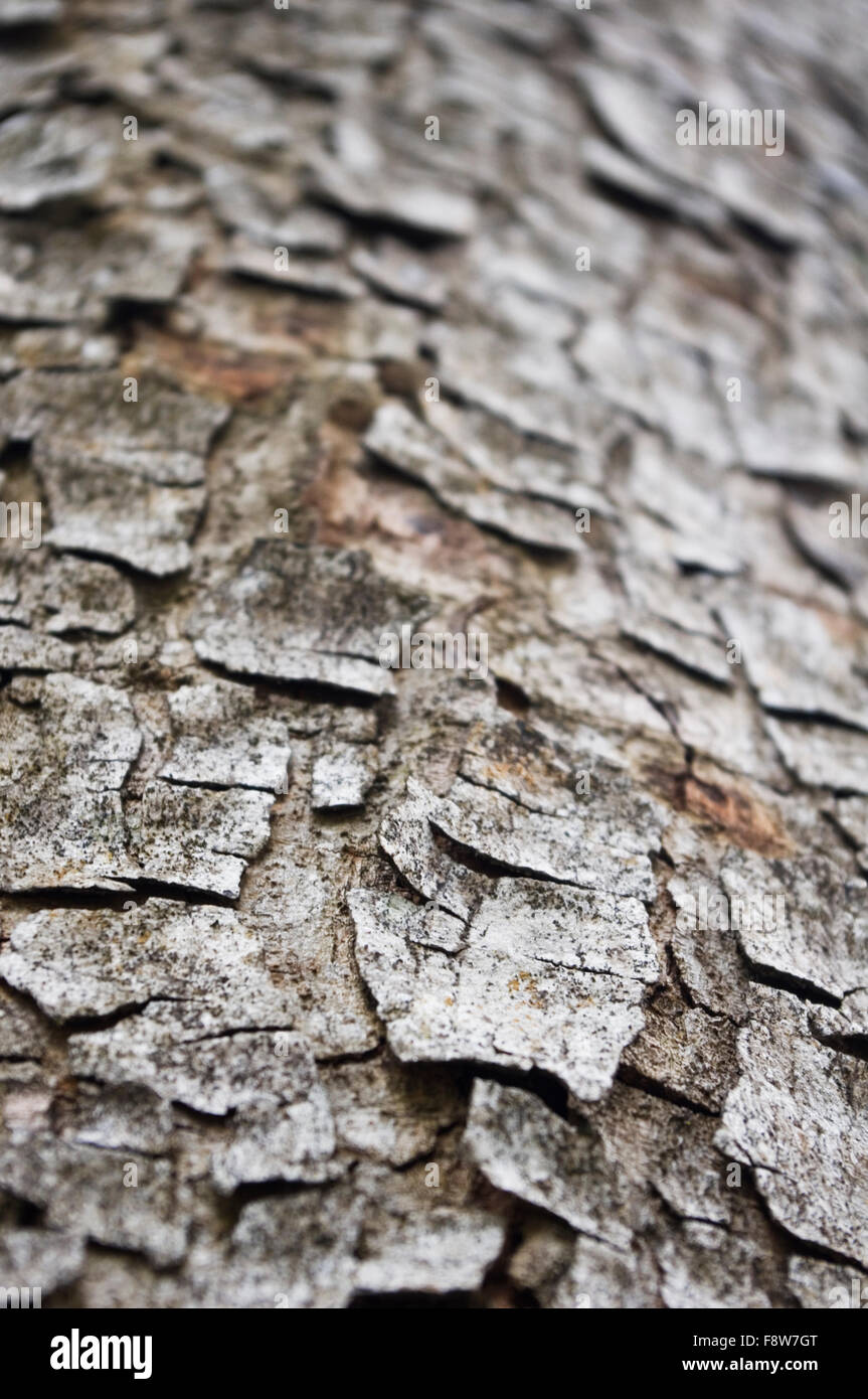 Bark husk hi-res stock photography and images - Alamy