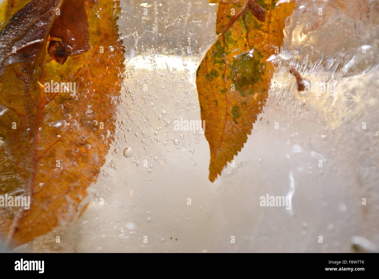 Frozen leaves in ice Stock Photo - Alamy