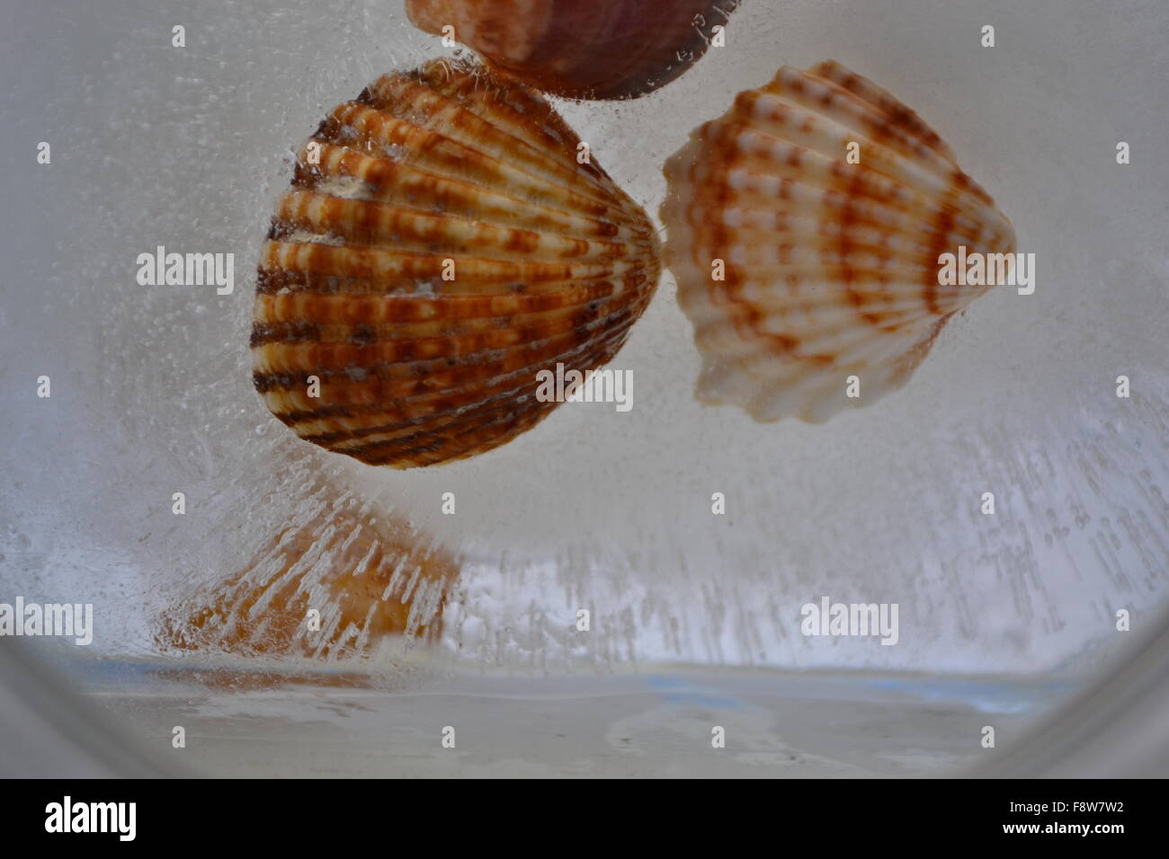Sea shells in ice Stock Photo - Alamy