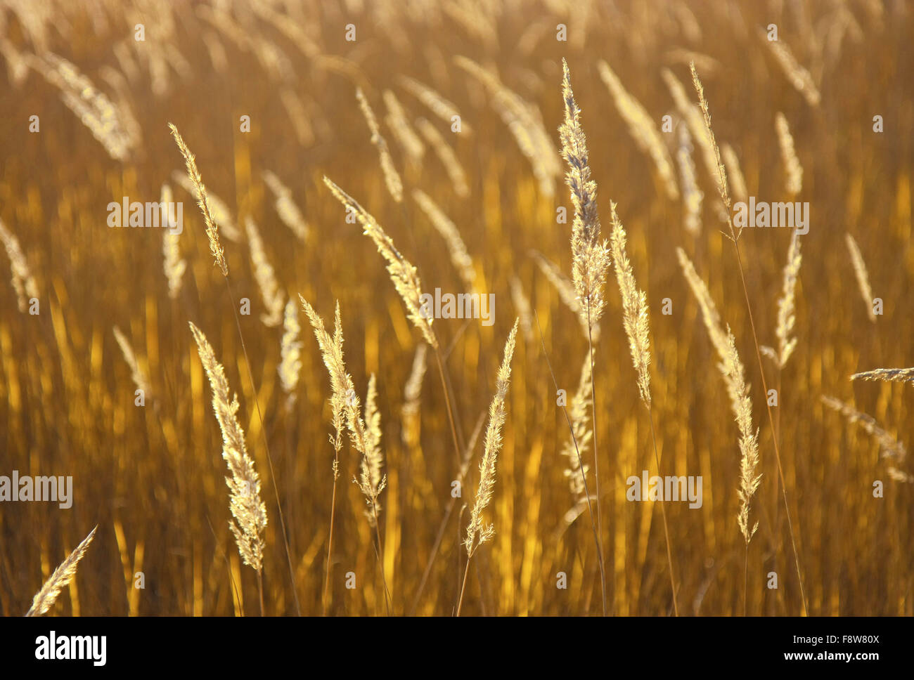 Natural golden background Stock Photo - Alamy