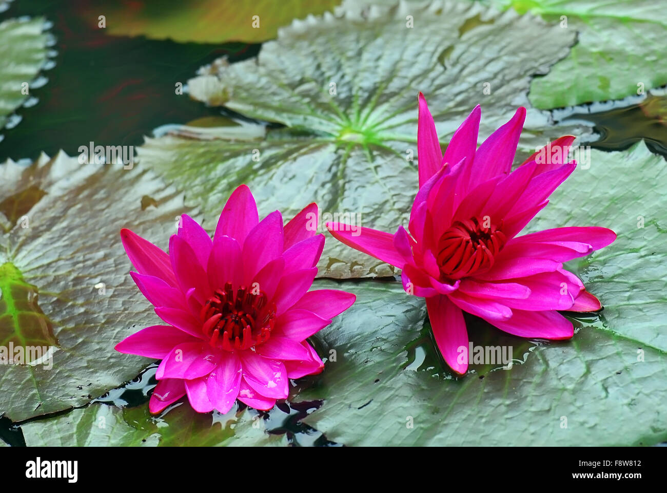 Water lily in full bloom in the pond Stock Photo - Alamy