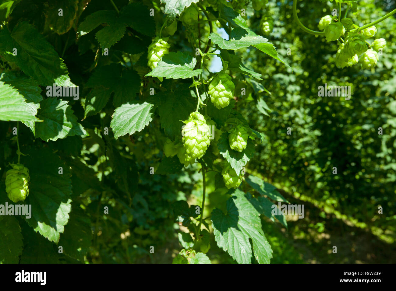 detail of a hop plant with fruits Stock Photo - Alamy